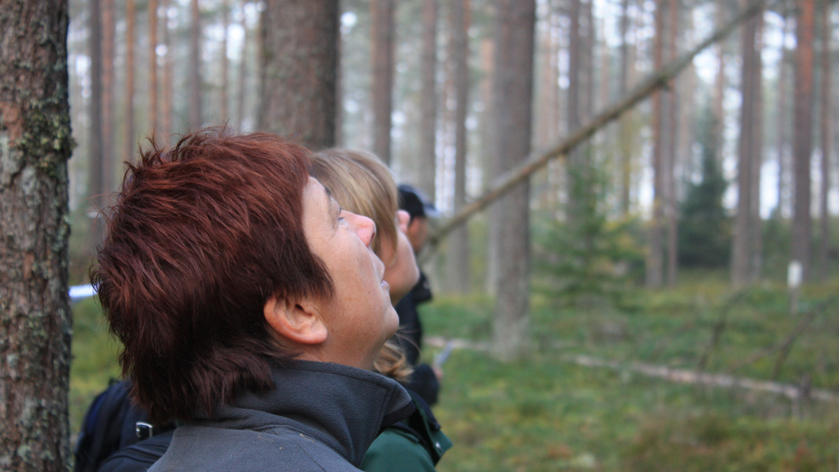 Gallra - Skogskunskap