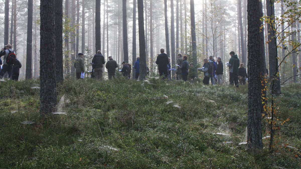 Hur ska jag gallra? - Skogskunskap