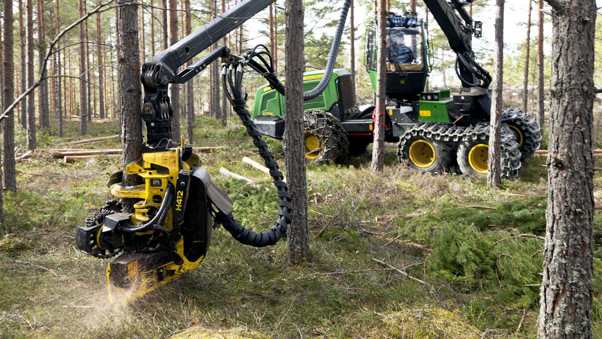Hur hårt ska jag gallra? - Skogskunskap