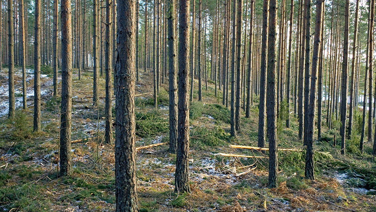 Antal stammar - Skogskunskap