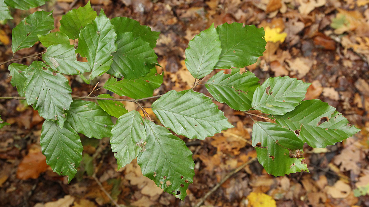 Bok (Fagus sylvatica) - Skogskunskap
