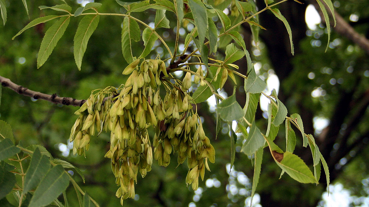 Ask (Fraxinus excelsior) - Skogskunskap