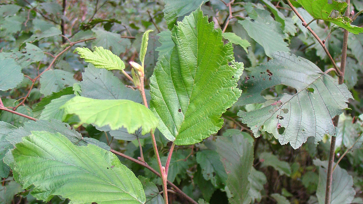 Al (Alnus spp.) - Skogskunskap