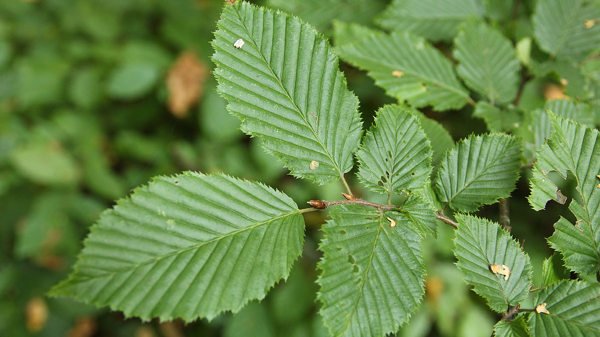Avenbok (Carpinus betulus) - Skogskunskap