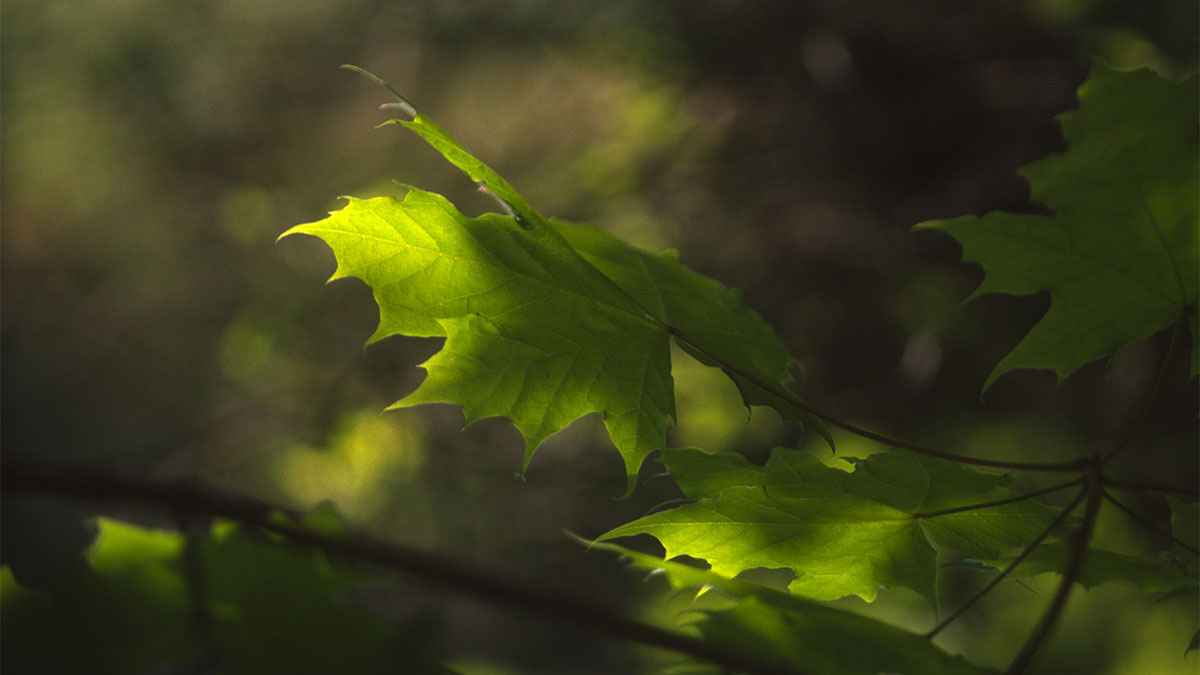 Fakta om skogen - Skogskunskap