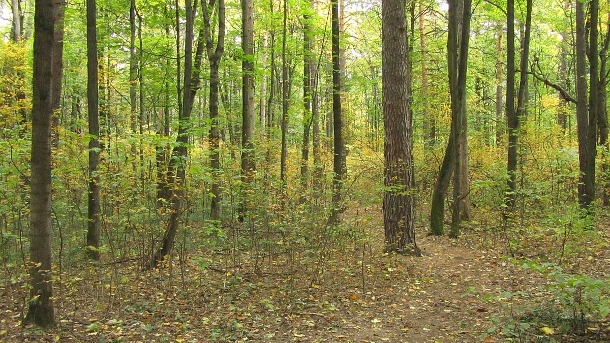 Gallra lövblandskog - Skogskunskap
