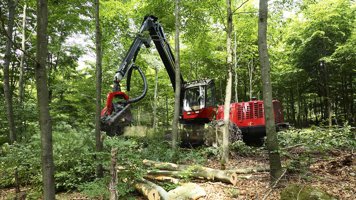 Lövgallringens grunder - Skogskunskap