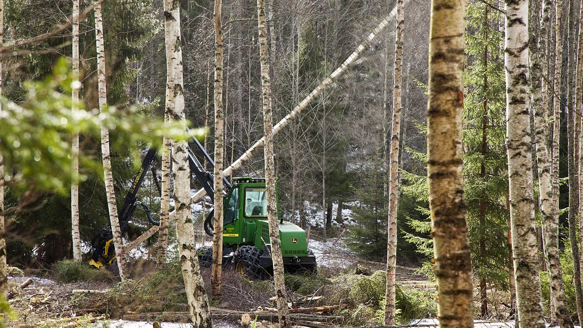 Gallra lövskog - Skogskunskap