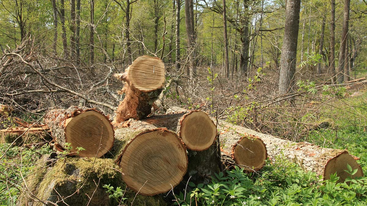 Gallra ek - Skogskunskap