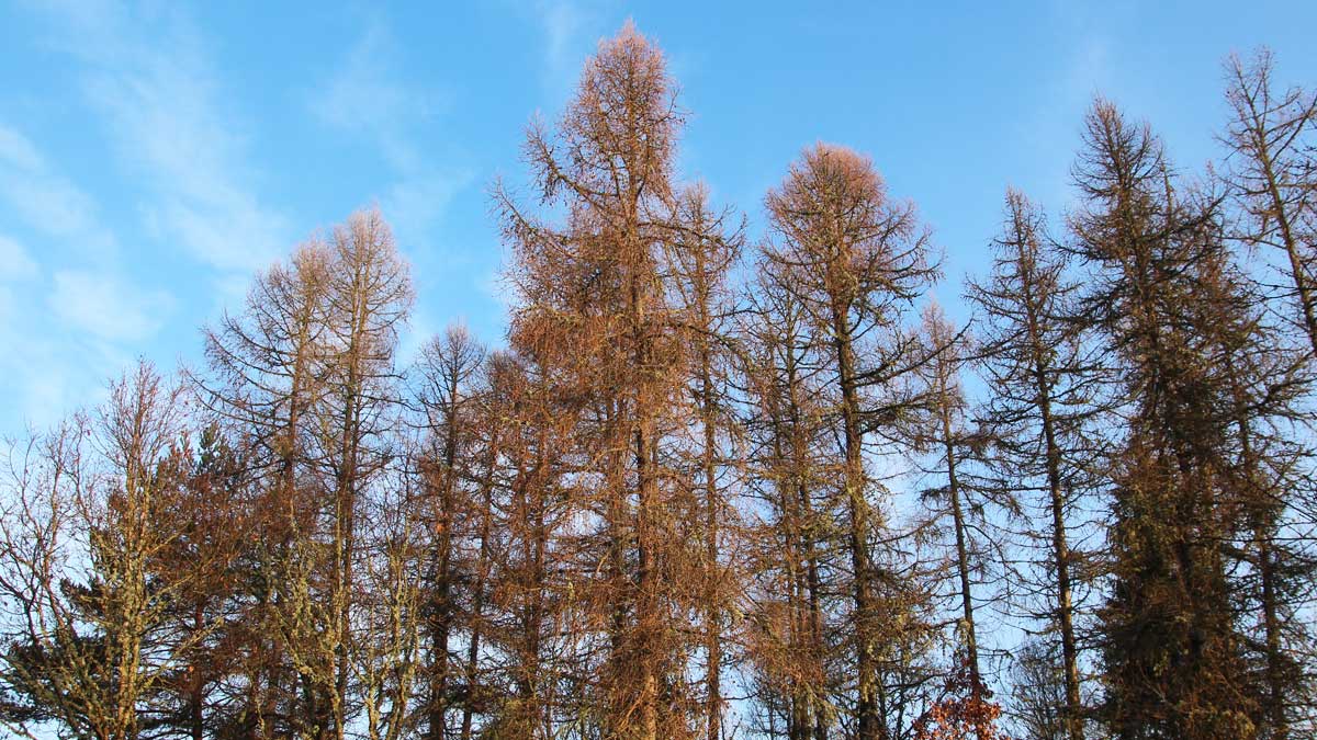 Lärkar (Larix spp.) - Skogskunskap