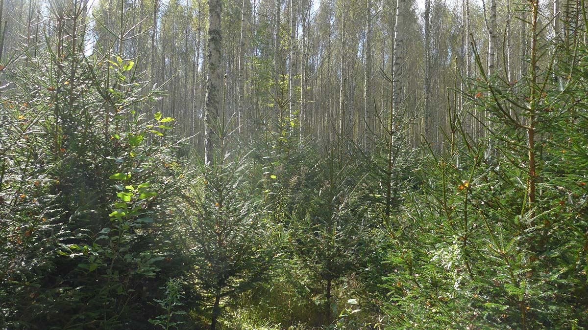 Gran under skärm - Skogskunskap