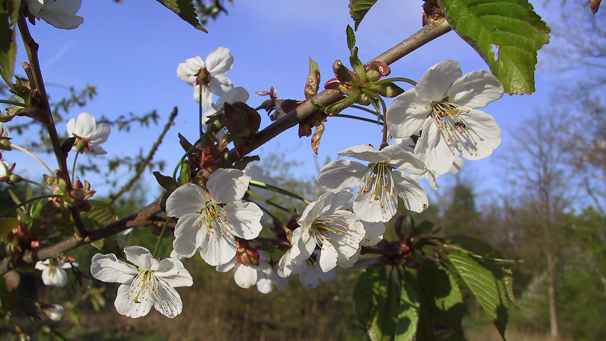 Fågelbär (Prunus avium) - Skogskunskap