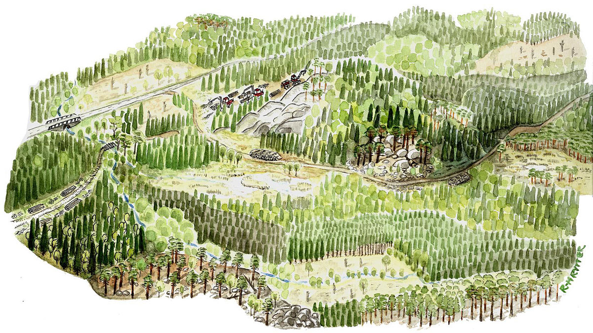 Planera grotuttaget - Skogskunskap