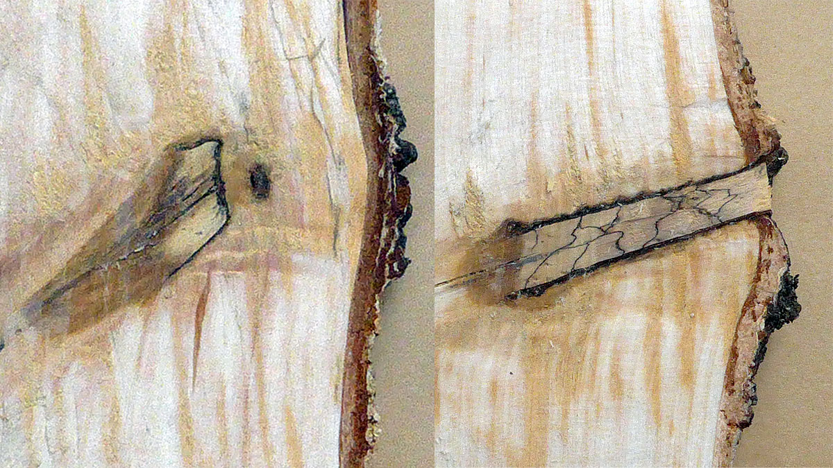 Stamkvistning - Skogskunskap