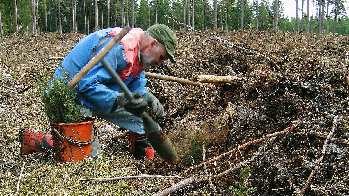 Andel självverksamhet - Skogskunskap