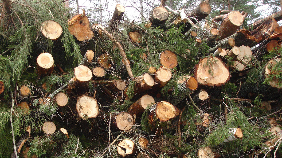Grenar och toppar - Skogskunskap