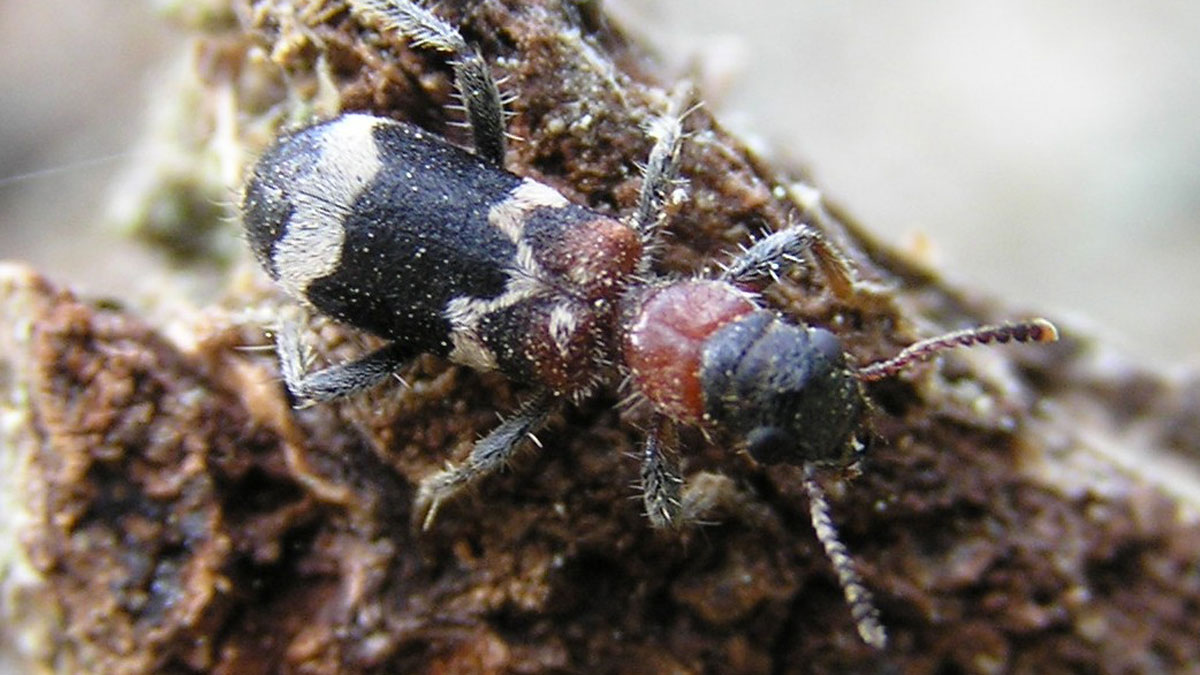 Granbarkborrens naturliga fiender - Skogskunskap