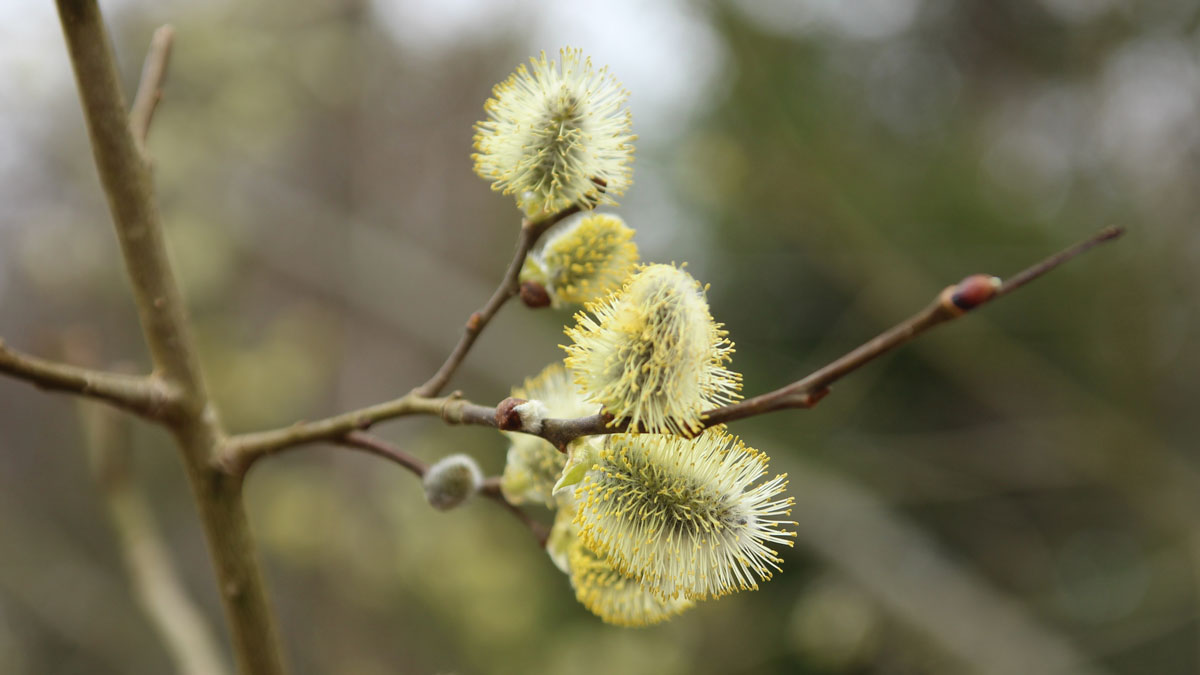 Sälg (Salix caprea) - Skogskunskap