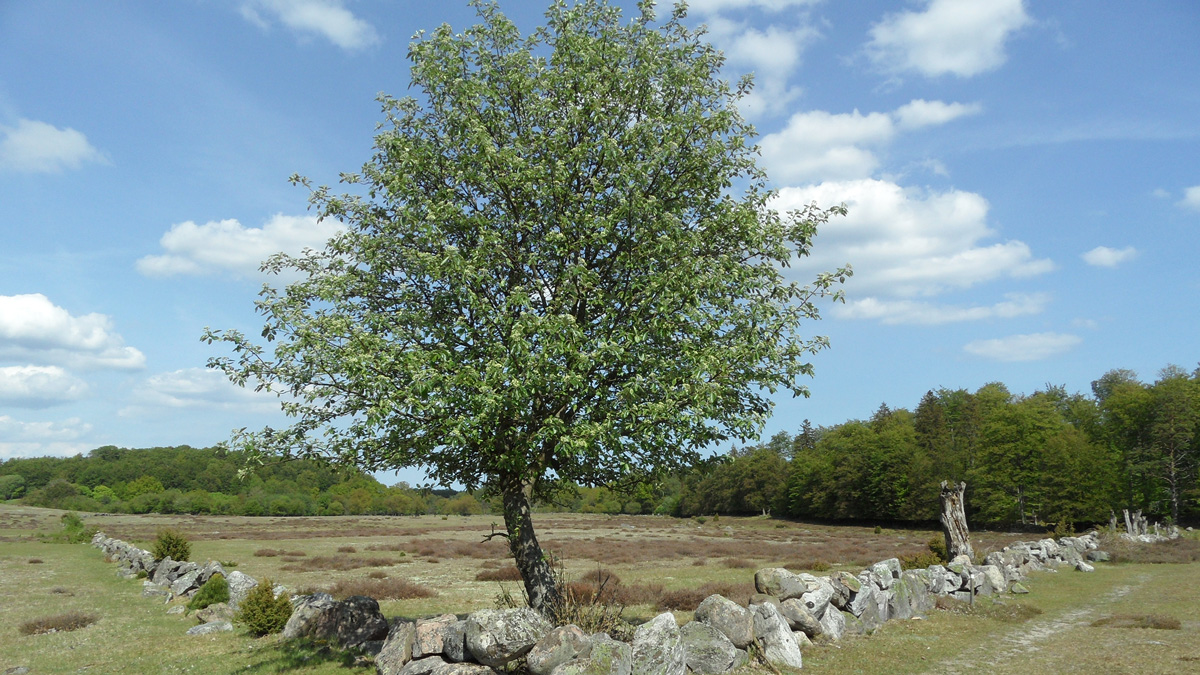 Oxel (Sorbus intermedia) - Skogskunskap
