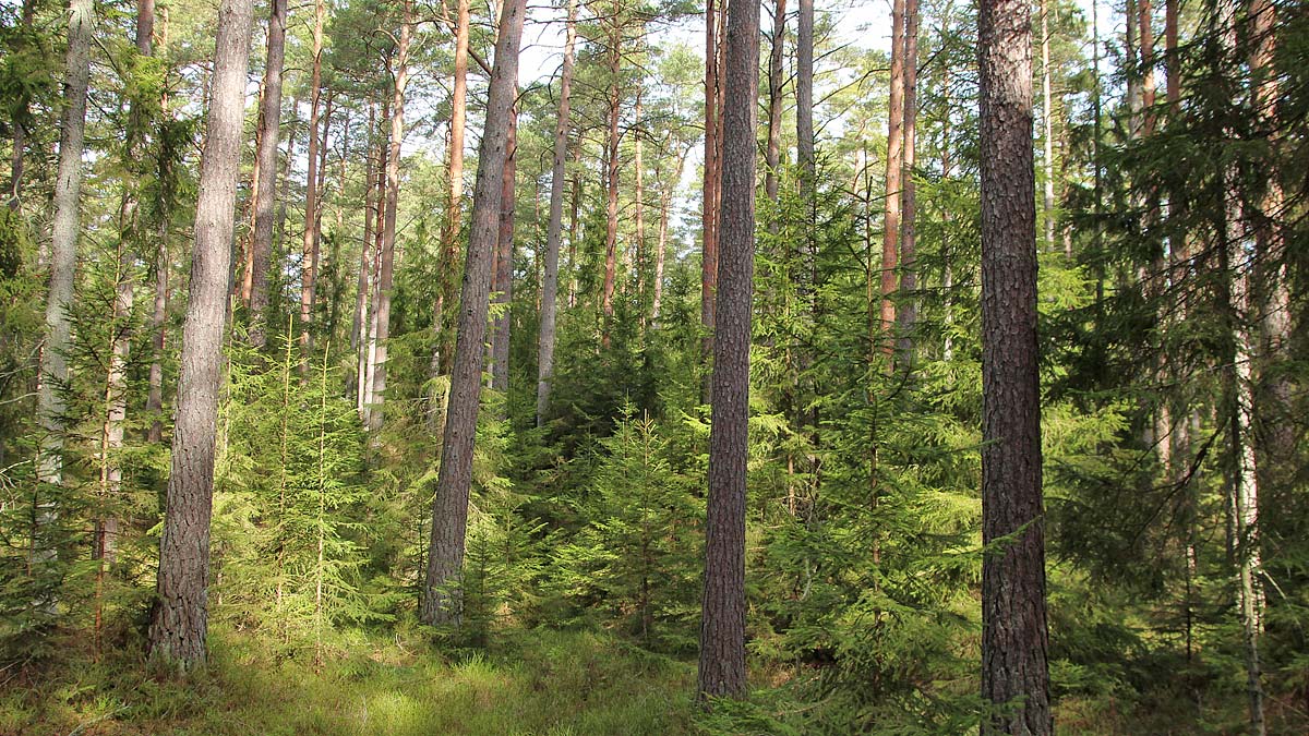 Virkesförrådet i Sverige - Skogskunskap